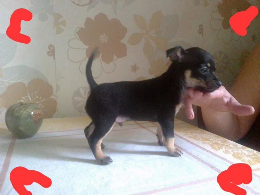 Той-терьер мальчик арчи