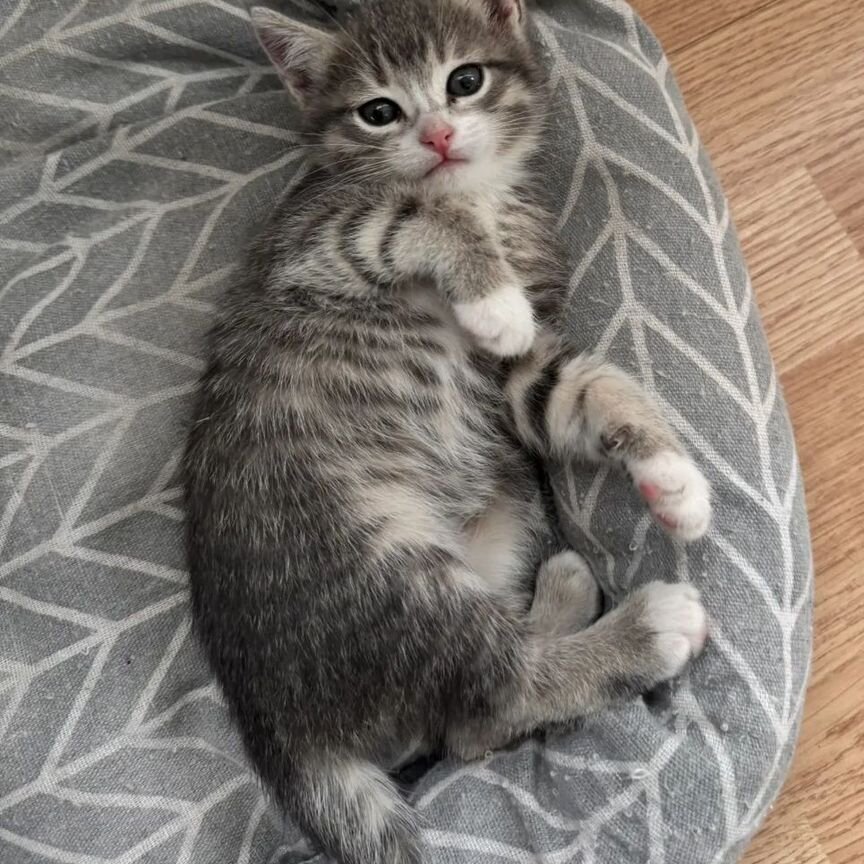 Котёнок в добрые руки