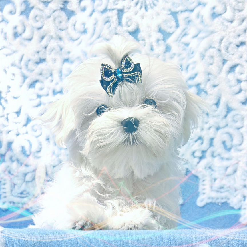 Кукольный мальтезе