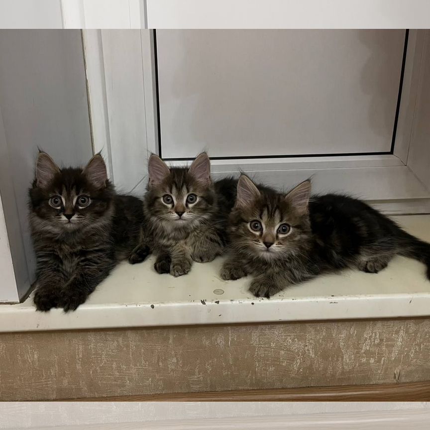 Сибирский котёнок