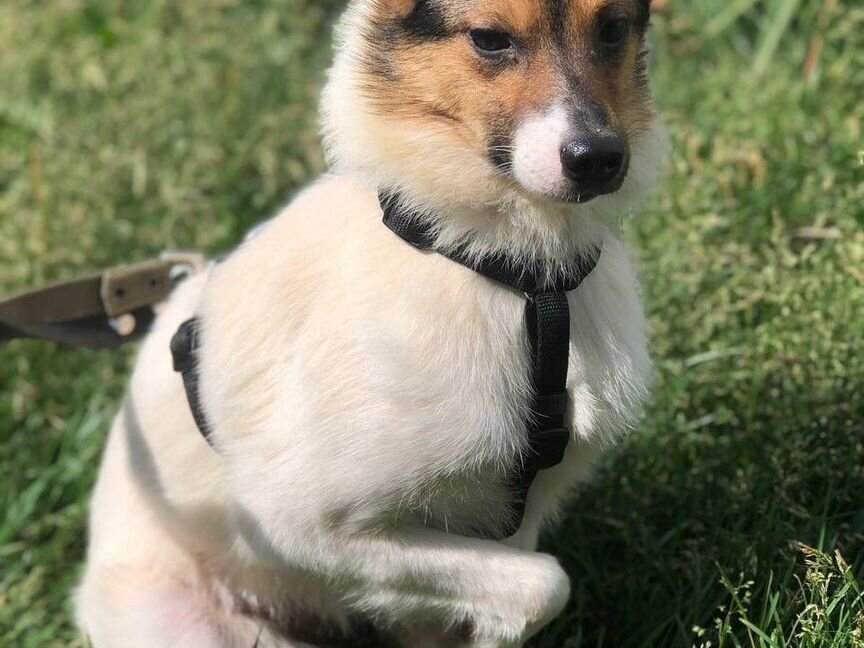 Небольшой молодой и робкий песик ищет дом и семью