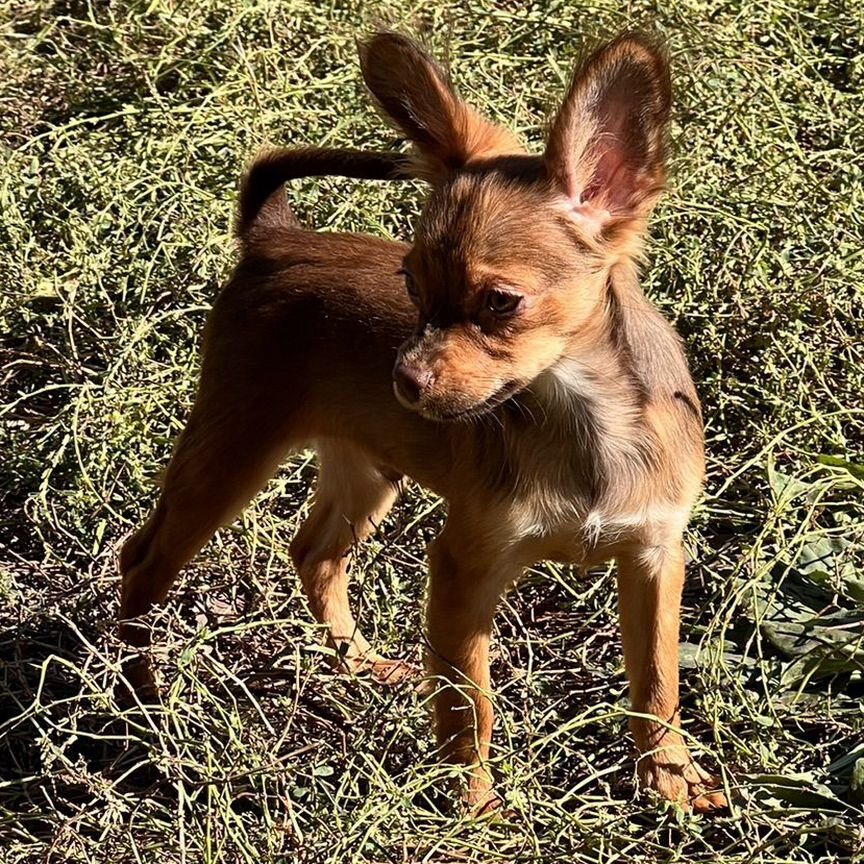 Той-терьер мальчик длинношерстный