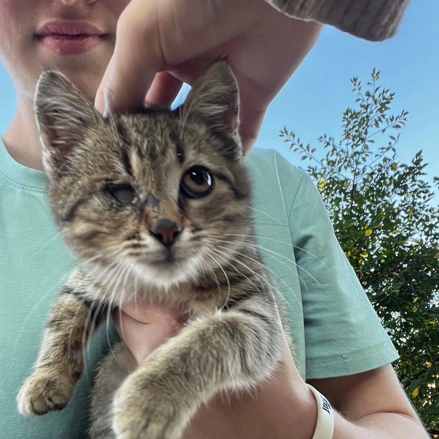 Лапулька в добрые руки