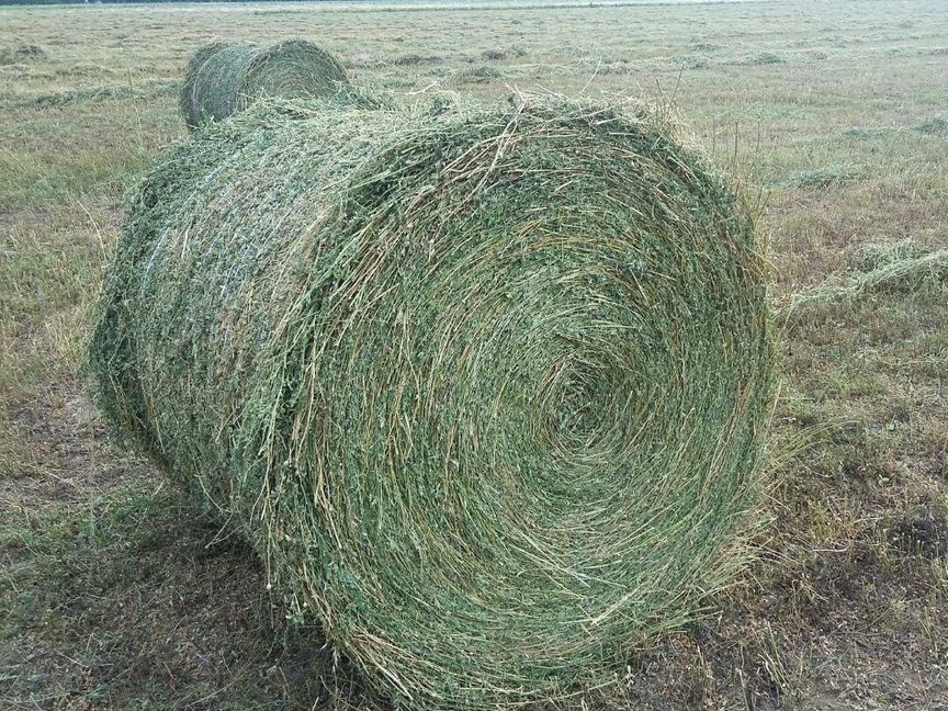Сено люцерны в рулонах