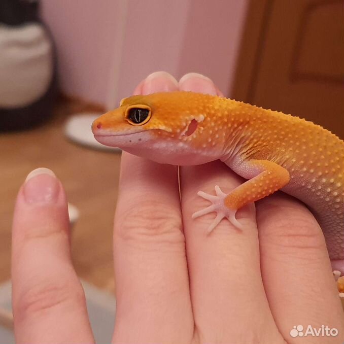 Эублефар Cross Blood