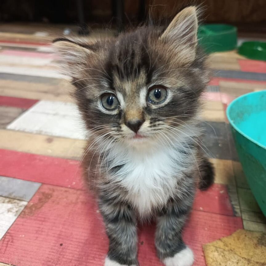 Котёнок