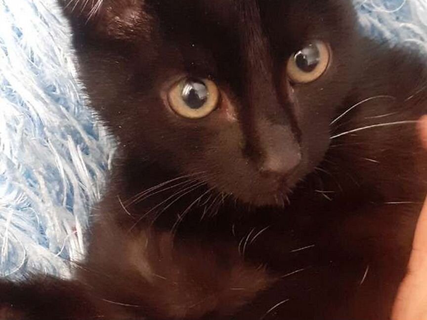 Котенок мальчик 3.5 месяца