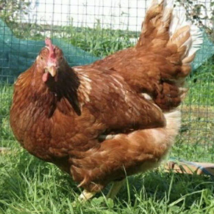 Куры молодки несушки коричневые