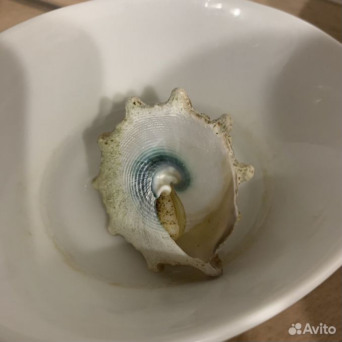 Раковина с живым молюском из Красного моря