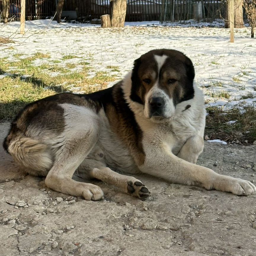 Кобель алабая