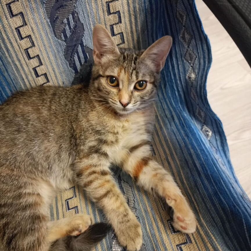 Отдам бесплатно котенка