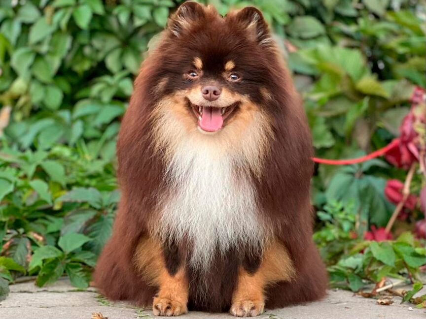 Померанский шпиц щенок мальчик