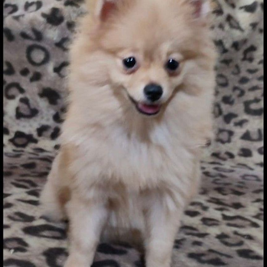 Кремовый малыш