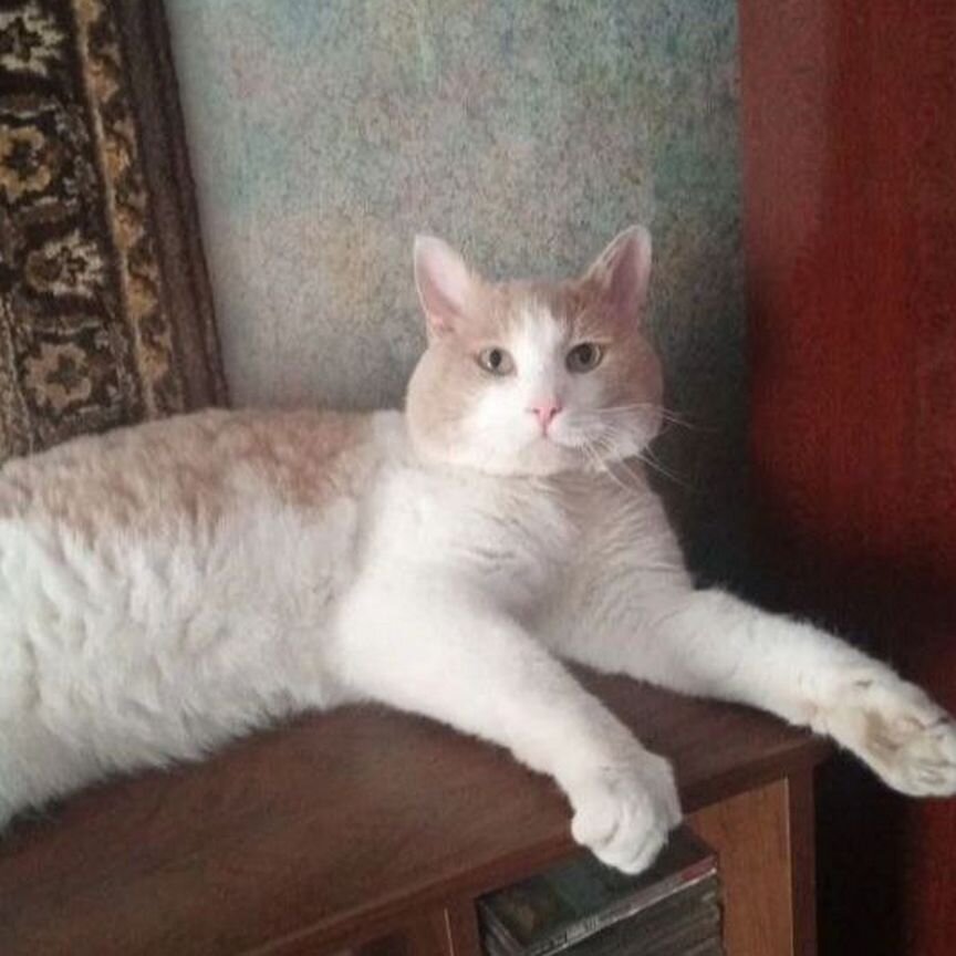 Взрослый кот в добрые руки