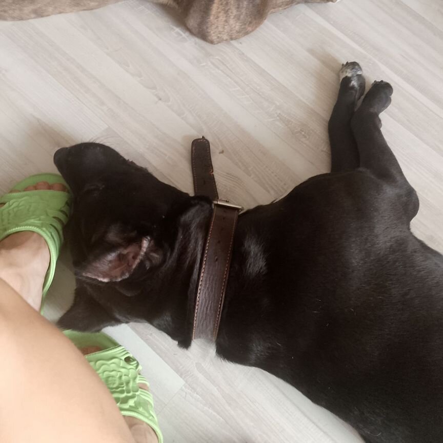 Американский питбуль