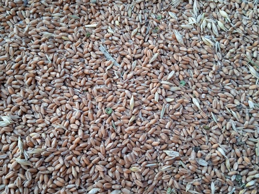 Зерно пшеницы