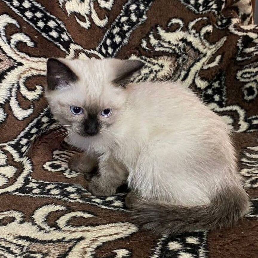 Сиамский котенок девочка