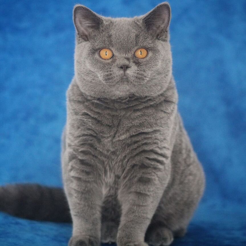 Британский короткошёрстный котёнок