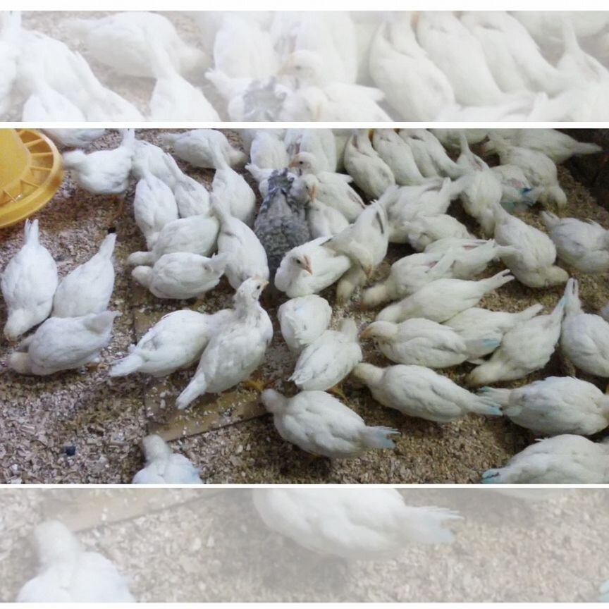 Куры молодки декабл Уайт