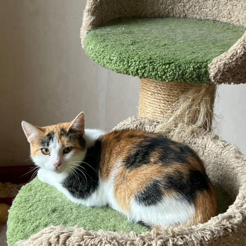 Молодая кошечка