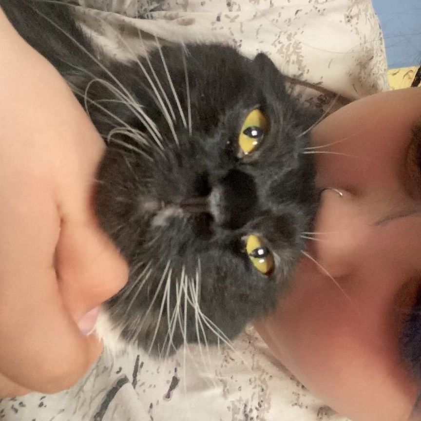 Кошка,ищем для нее кота