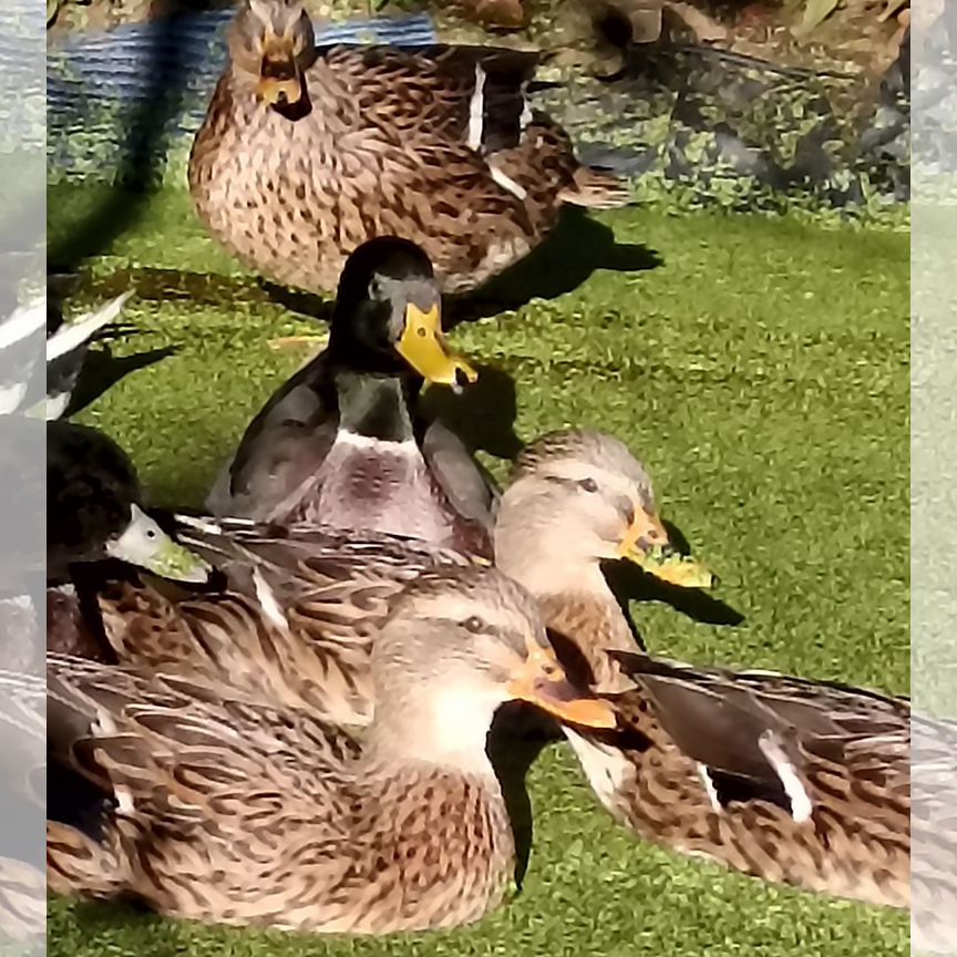 Подсадные утки