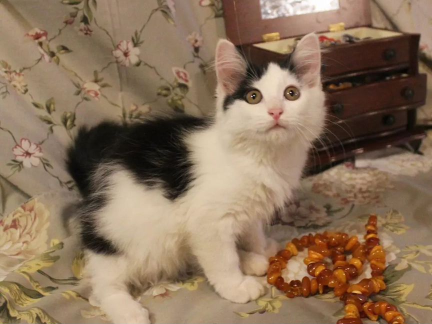 Кошечка котенок 4 месяца, хочет домой