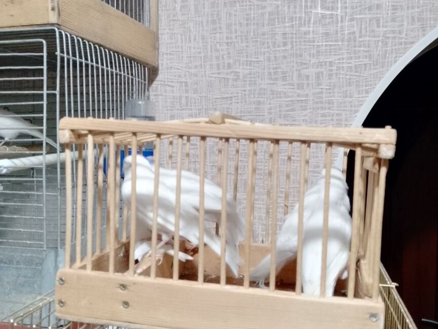 Канарейка самка