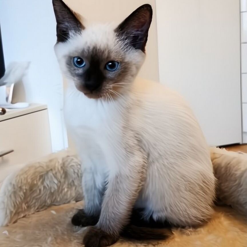 Тайский котёнок