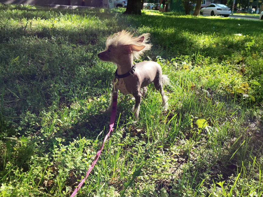 Истинно голый