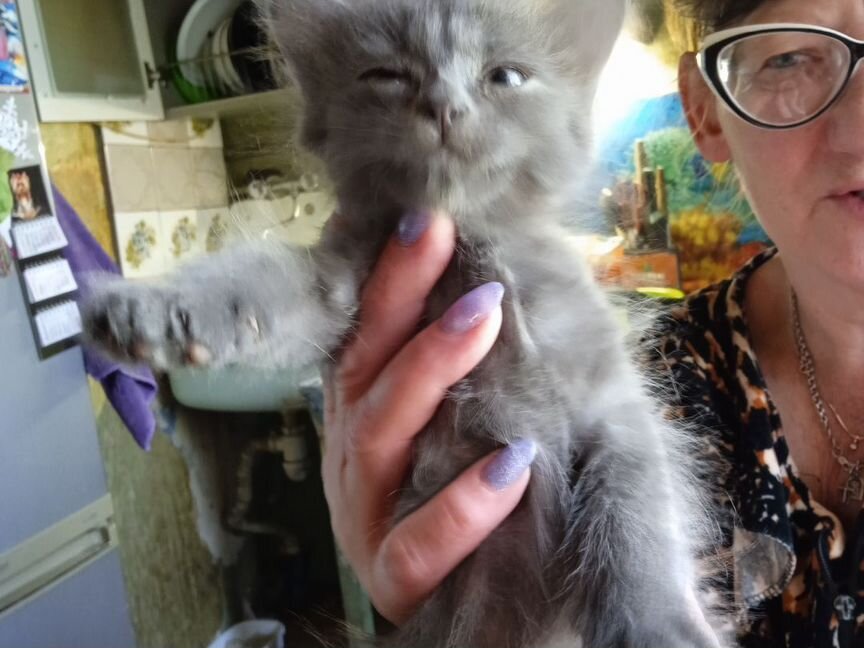 Кошкакотята