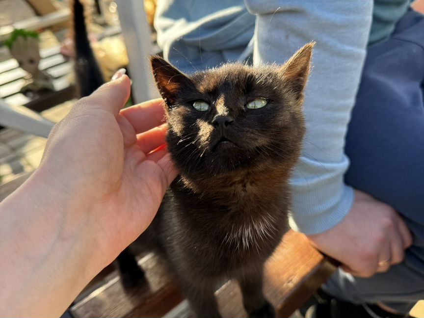 Девочка котёнок