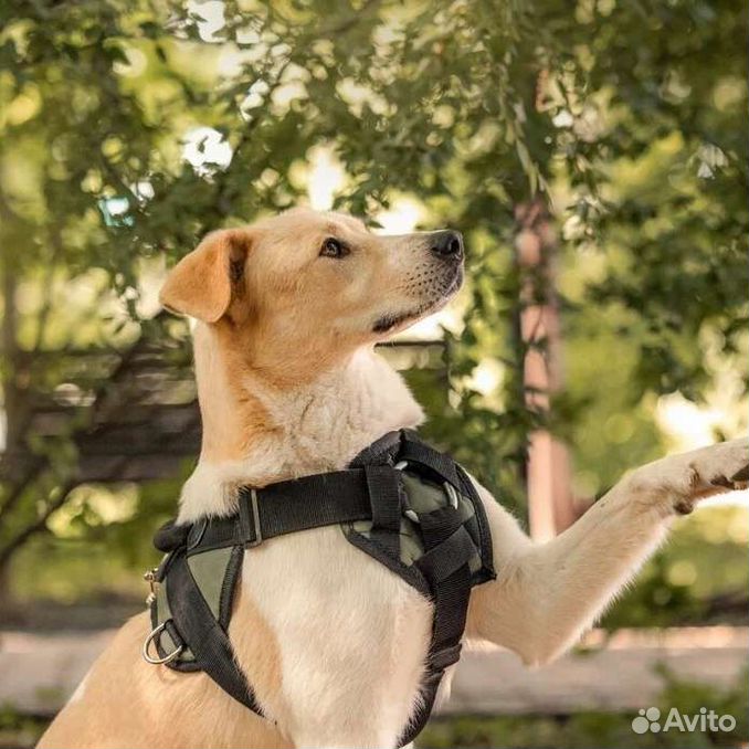 Красавчик Марли ждёт семью