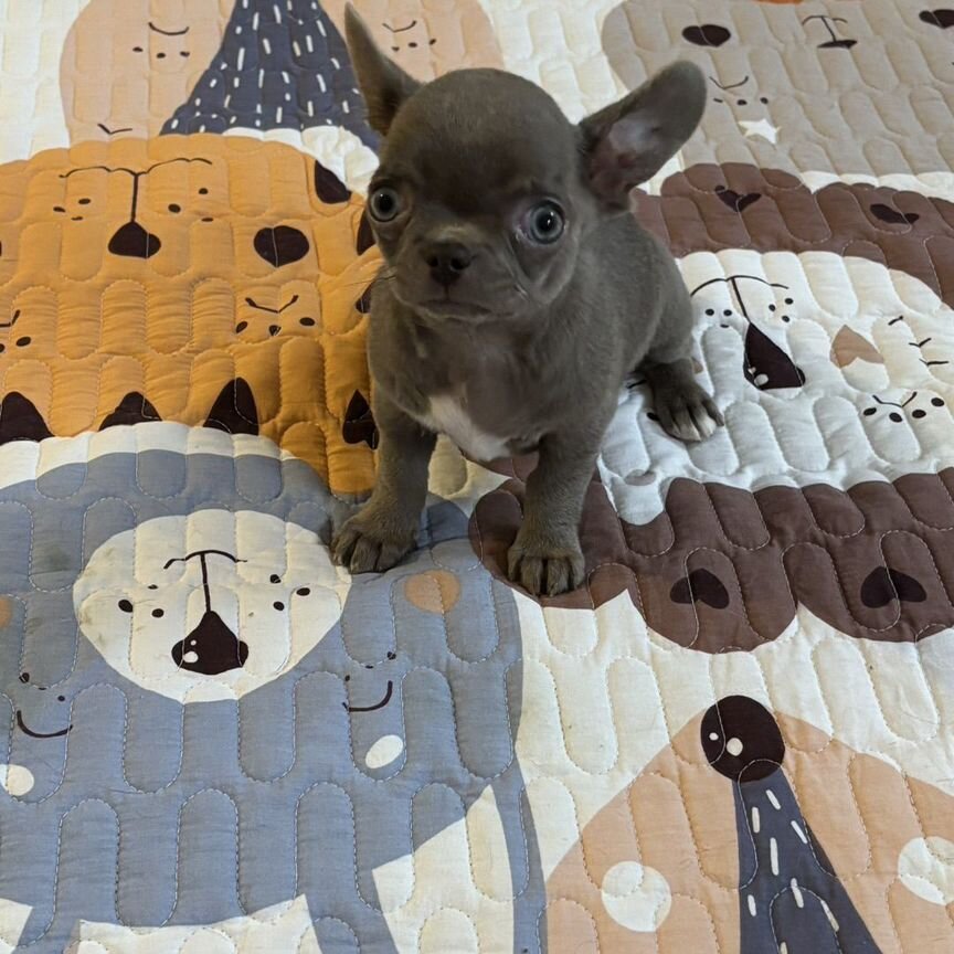 Голубоглазый мальчик чихуахуа