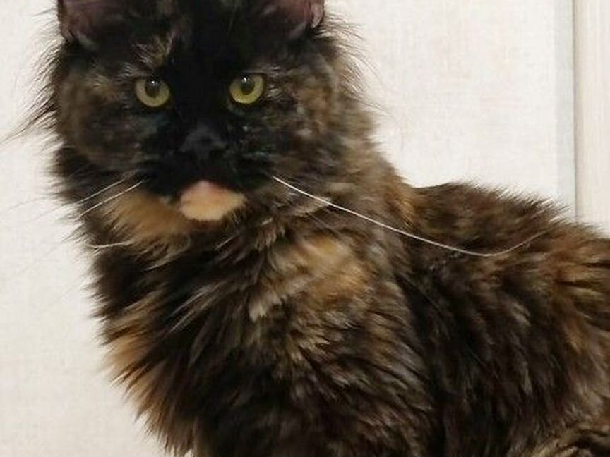 Мейн-кун девочка черепаховая