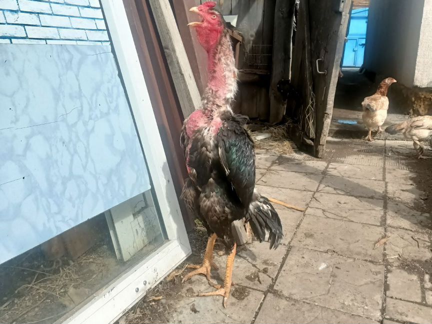 Бойцовые петухи о шамо