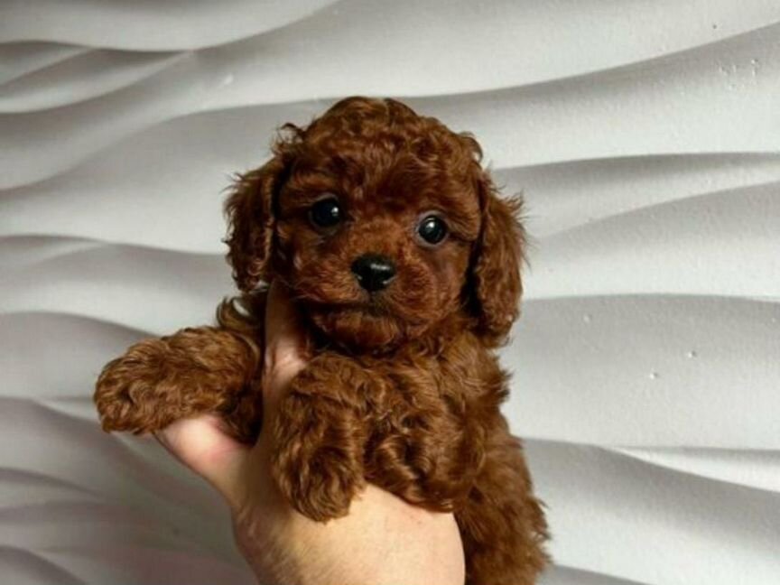 Щенки мини той пуделя