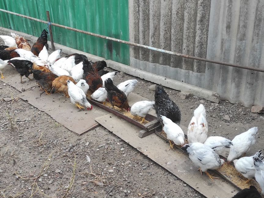 Куры - цыплята, домашние