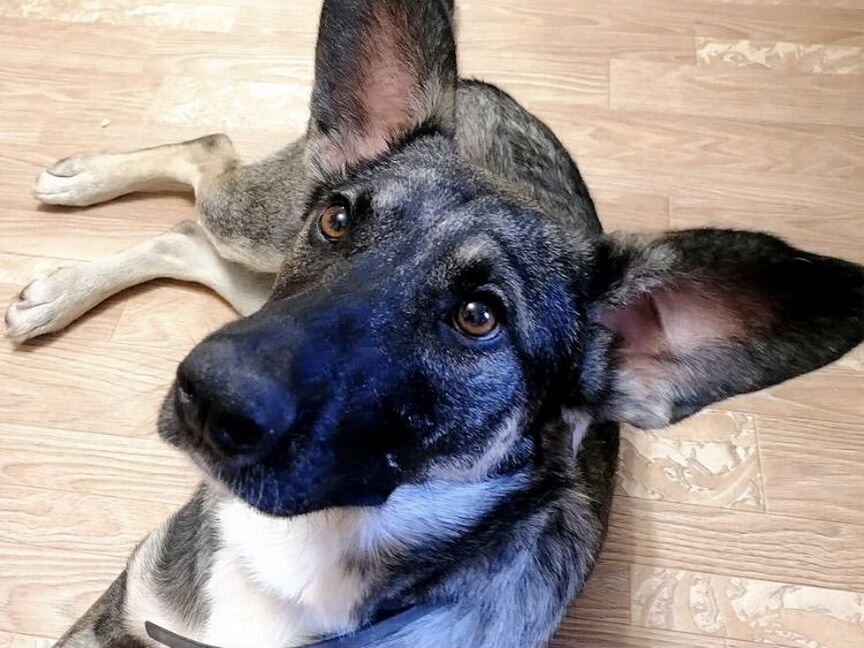 Милый песик ищет себе семью )