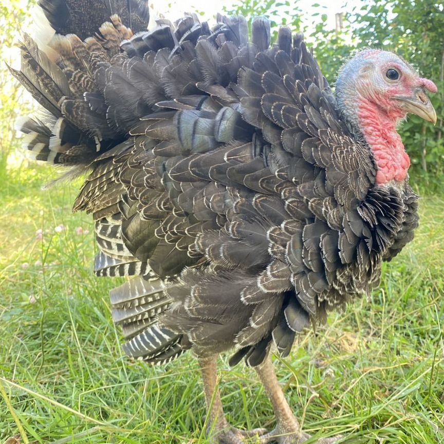 Инкубационное яйцо северокавказкий индюк