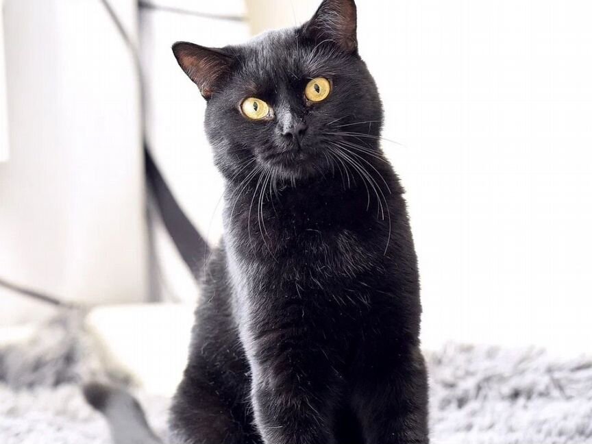 Чёрный котёнок красавчик ищет семью