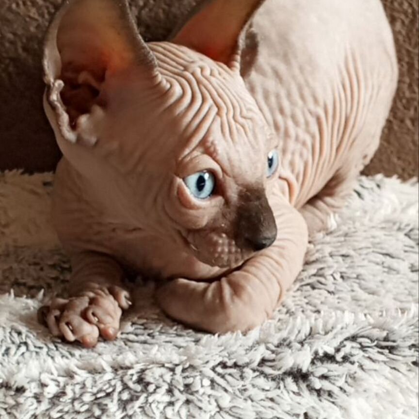 Канадский сфинкс котята