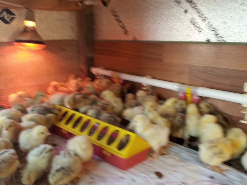 Цыплята master грей