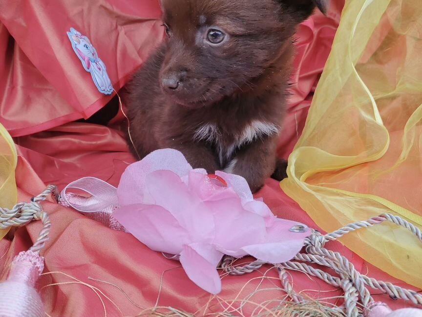 Собака в добрые руки щенок из приюта