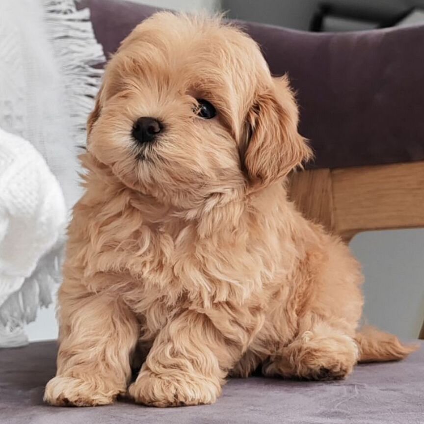 Мальтипу, щенок