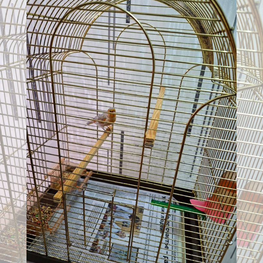 Канарейка Кенар