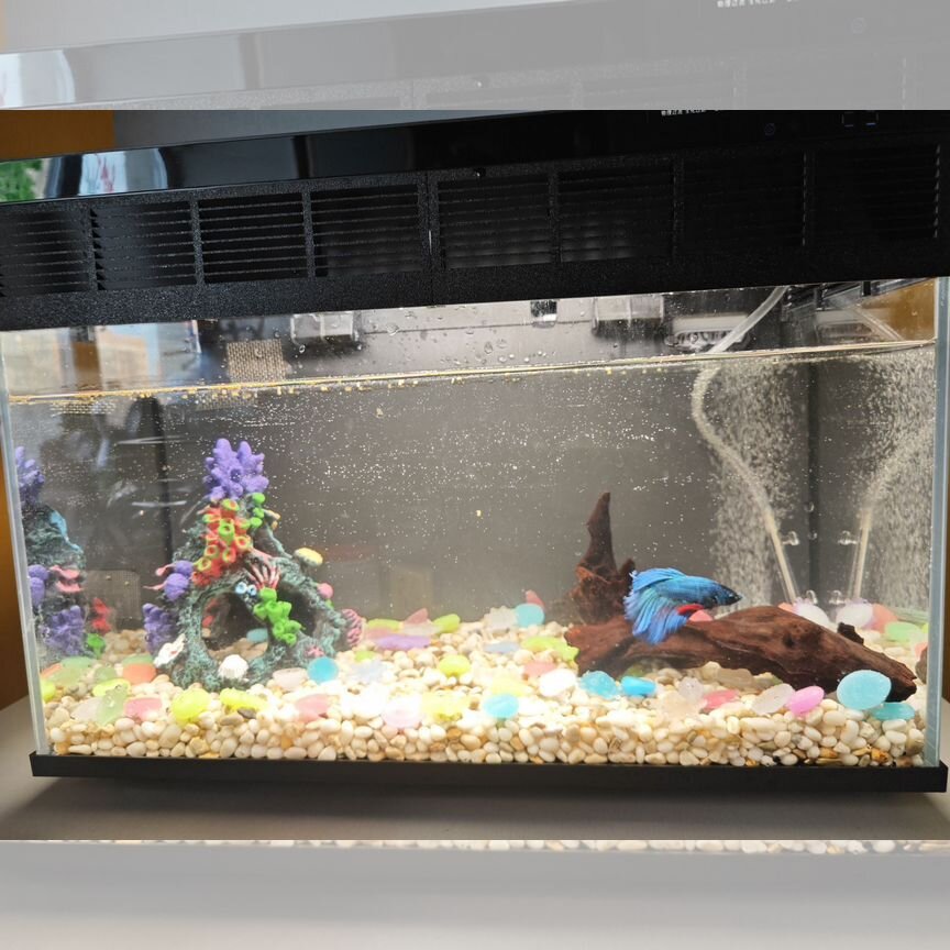 Рыбка петушок обмен