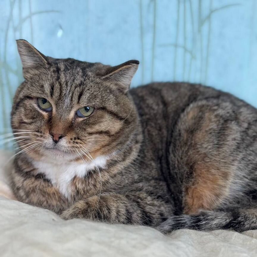 Кошки в добрые руки бесплатно