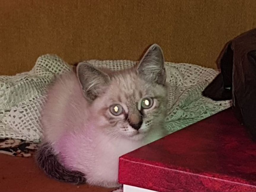 Котята полу Тайские девочка и мальчик