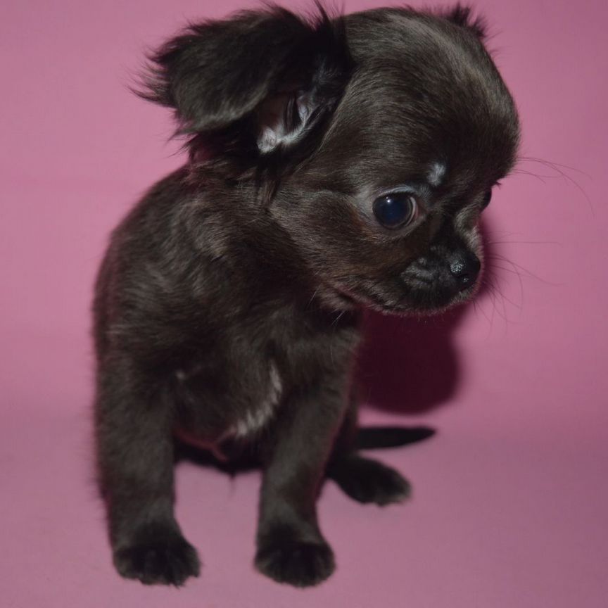 Чихуа мальчик голубой длинношерстный